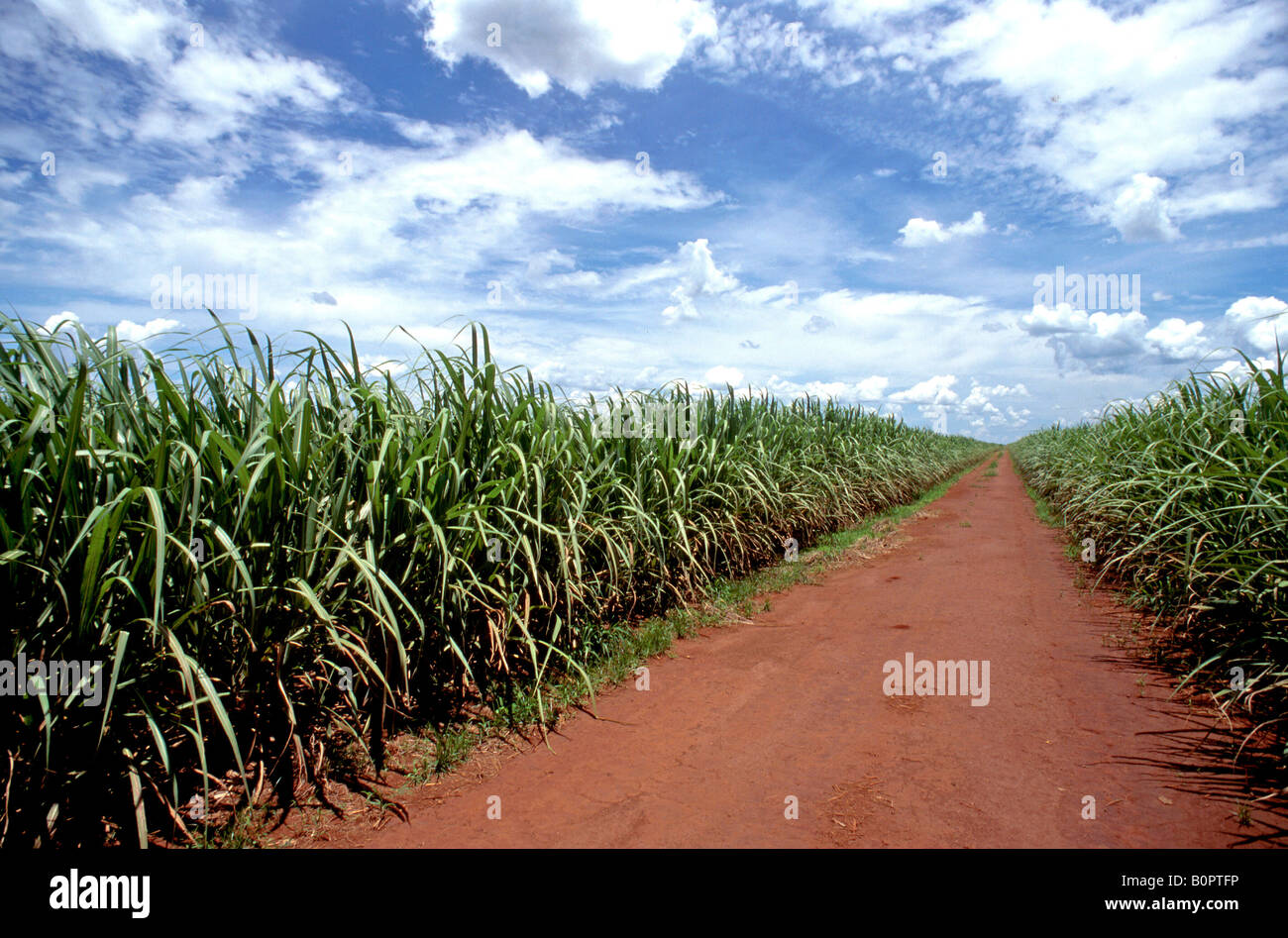 Sugar cane plantation at Santa Elisa s farm state of Sao Paulo Brazil ...