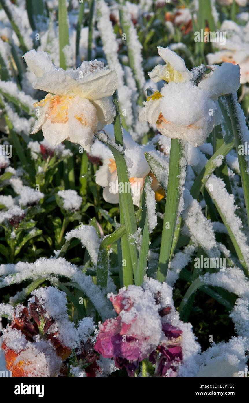 Snow on spring flowers and daffodils Stock Photo - Alamy
