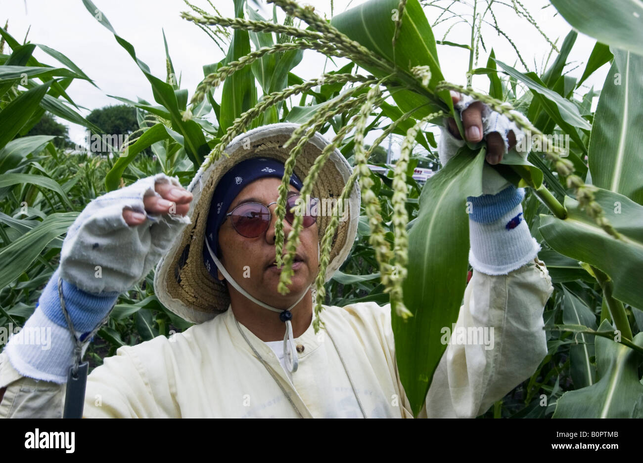 Corn anthers hi-res stock photography and images - Alamy