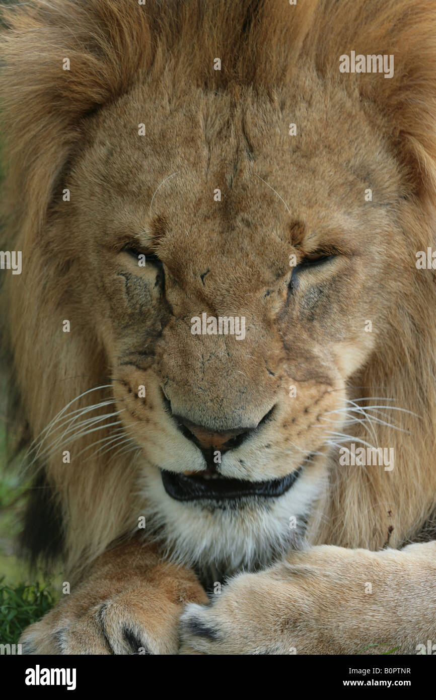 Male african lion growling Stock Photo - Alamy