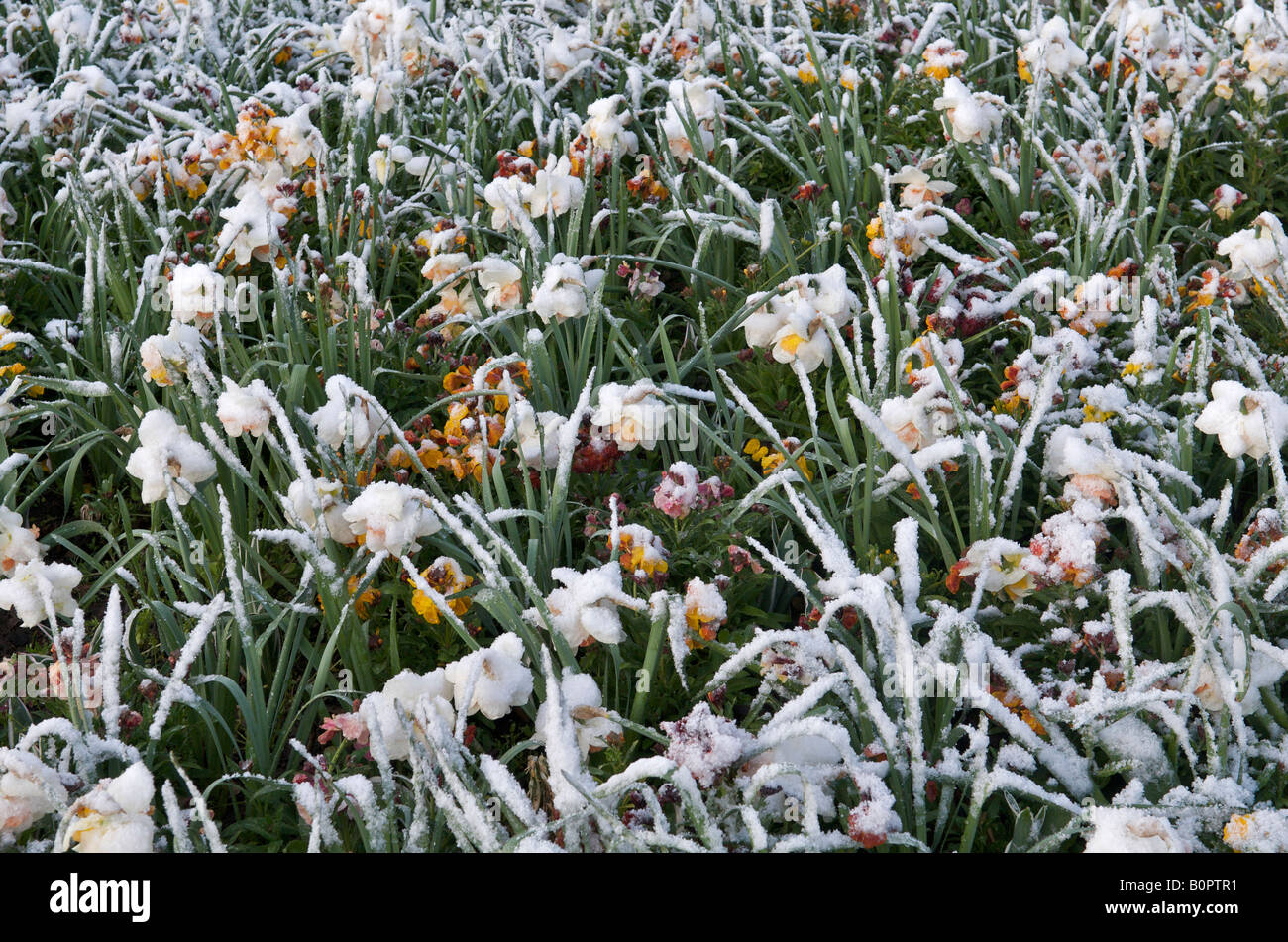 Snow on spring flowers and daffodils Stock Photo - Alamy