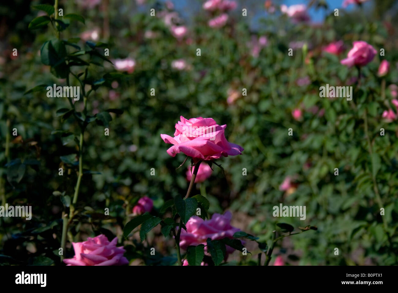 Pink Rose In Garden Stock Photo - Alamy
