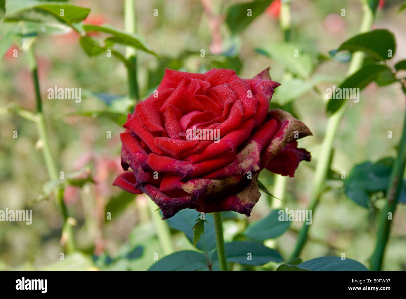 Open rose hi-res stock photography and images - Alamy