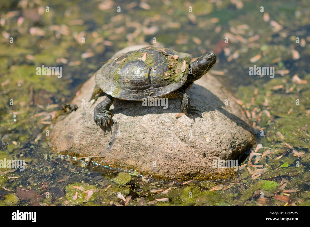 Turtle basking sun rock hi-res stock photography and images - Alamy