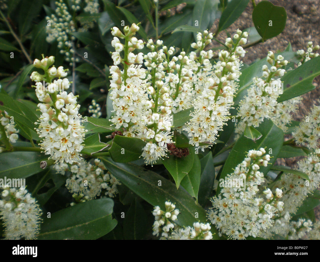 English Laurel Otto Lukyen (Prunus laurocerasus Stock Photo - Alamy