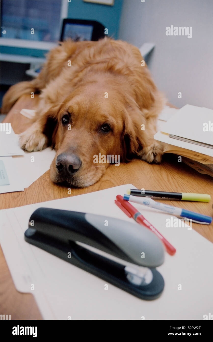 Its a dog's day at the office Stock Photo - Alamy