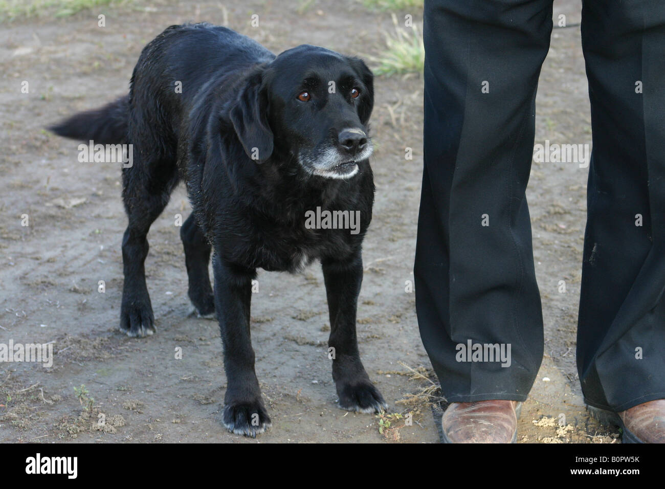 A older black lab dog stands the by the side of his master Stock Photo ...