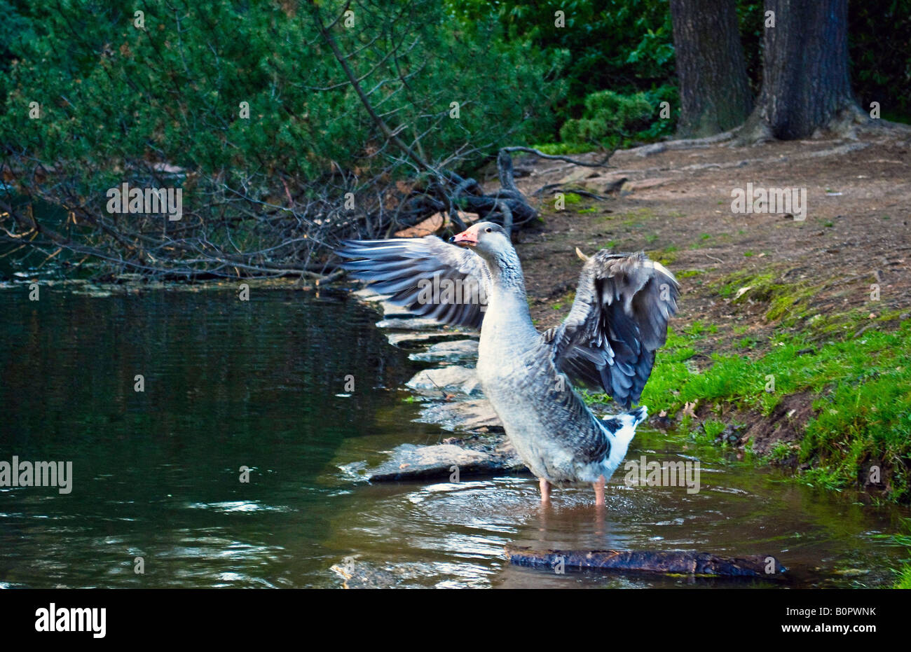 geese showing how pretty its wings are Stock Photo - Alamy