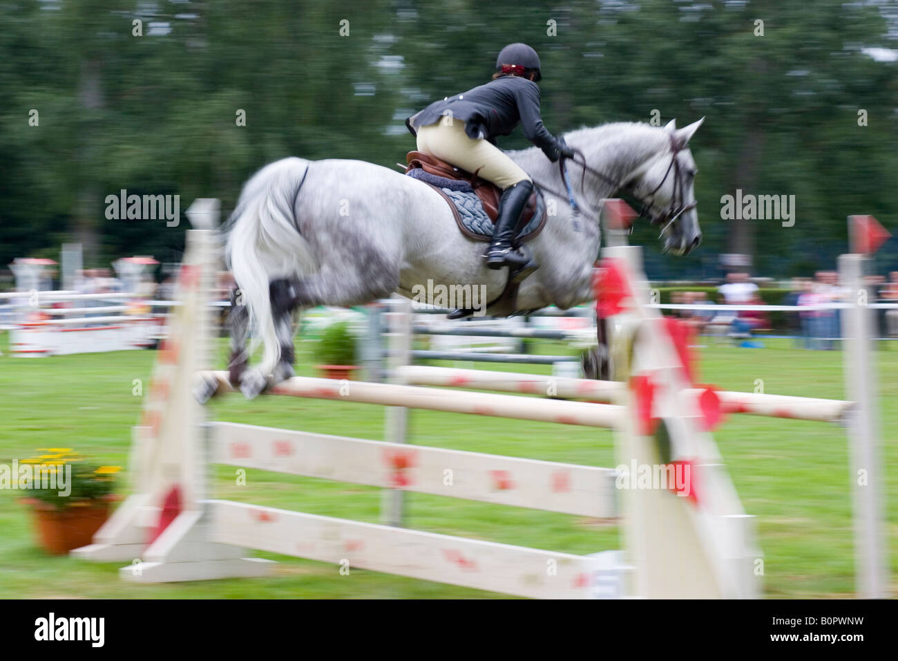 Jumping horse over an obstacle at a competition Motion blurred Stock ...