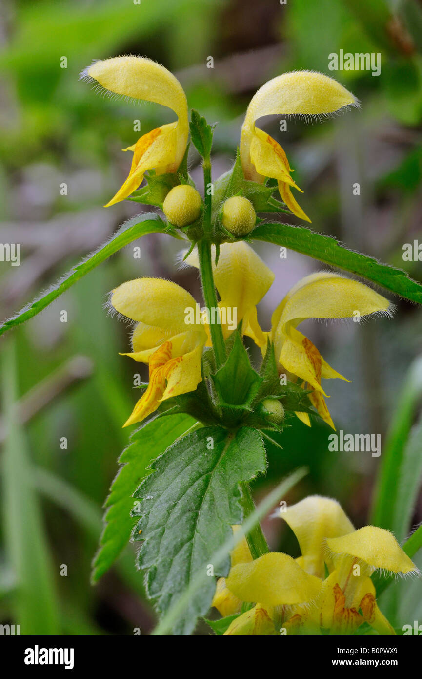 Yellow Archangel Lamiastrum galeobdolon Stock Photo - Alamy