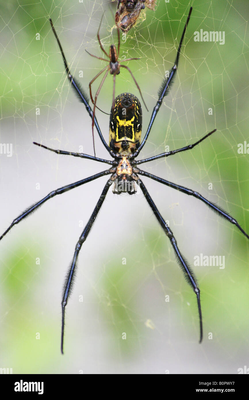 Very detailed shot of a large golden orb web spider with male ...