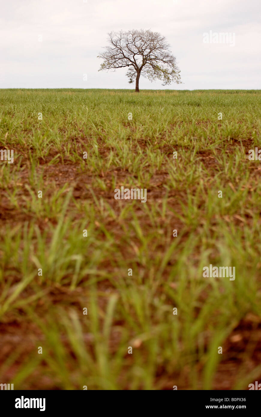 Tree in sugar cane field at Moema sugar and ethanol mill Oridiunva ...