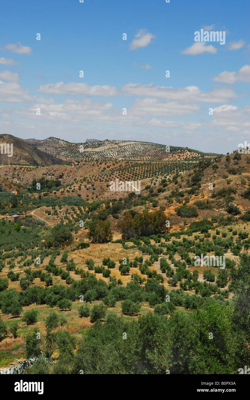 Andalusian country view with olive Stock Photo - Alamy