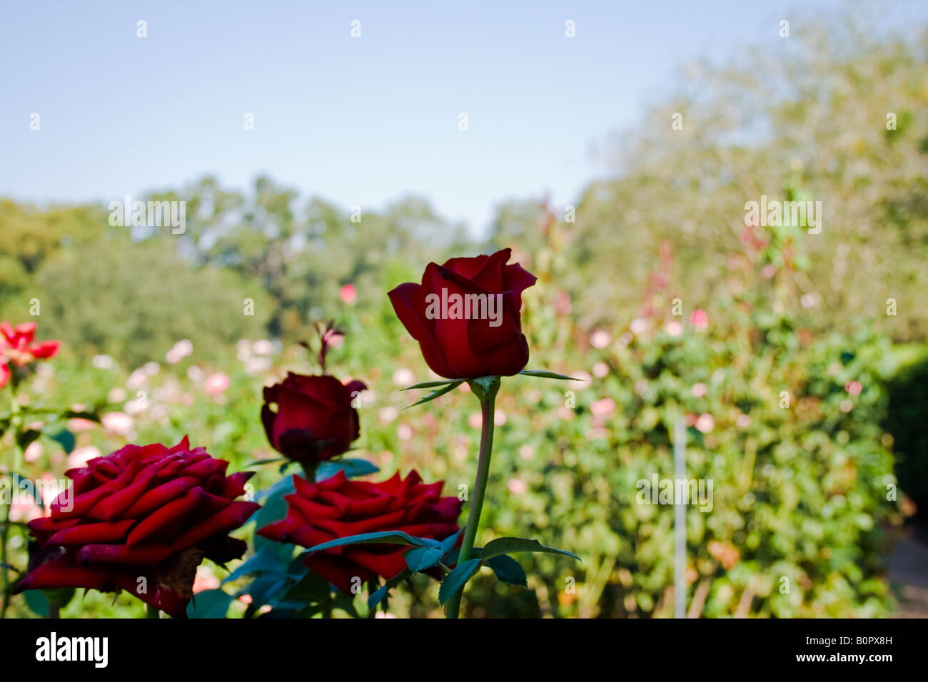 Single rose in garden Stock Photo - Alamy