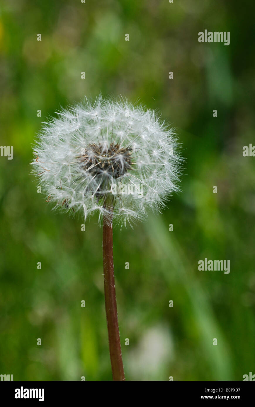 Dandelion puff hi-res stock photography and images - Alamy