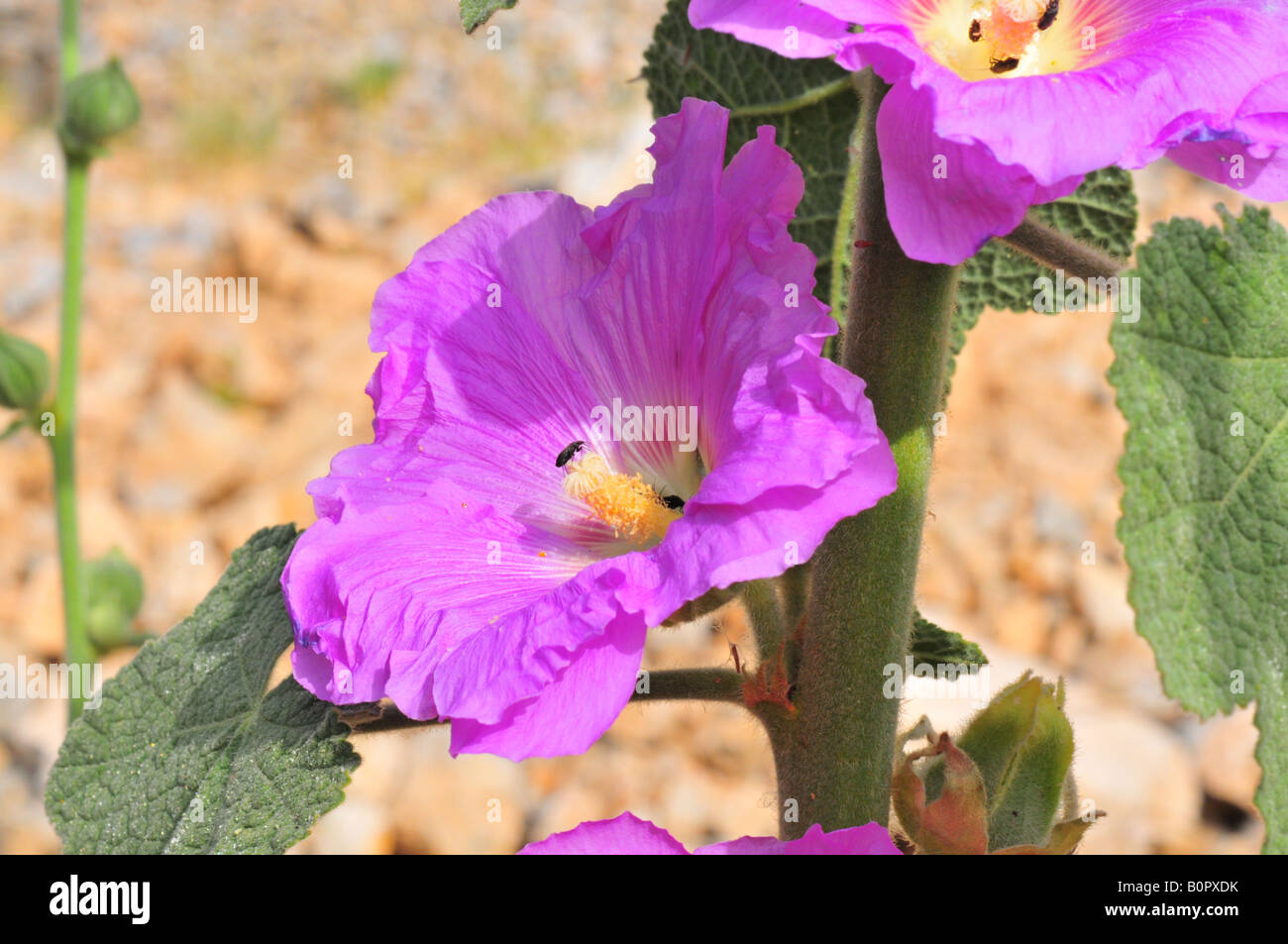 Flowers pink wildflowers greece hi-res stock photography and images - Alamy