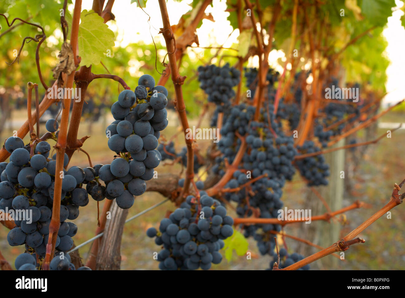 full merlot grape fruit berries hanging on vine in vinyard Stock Photo ...