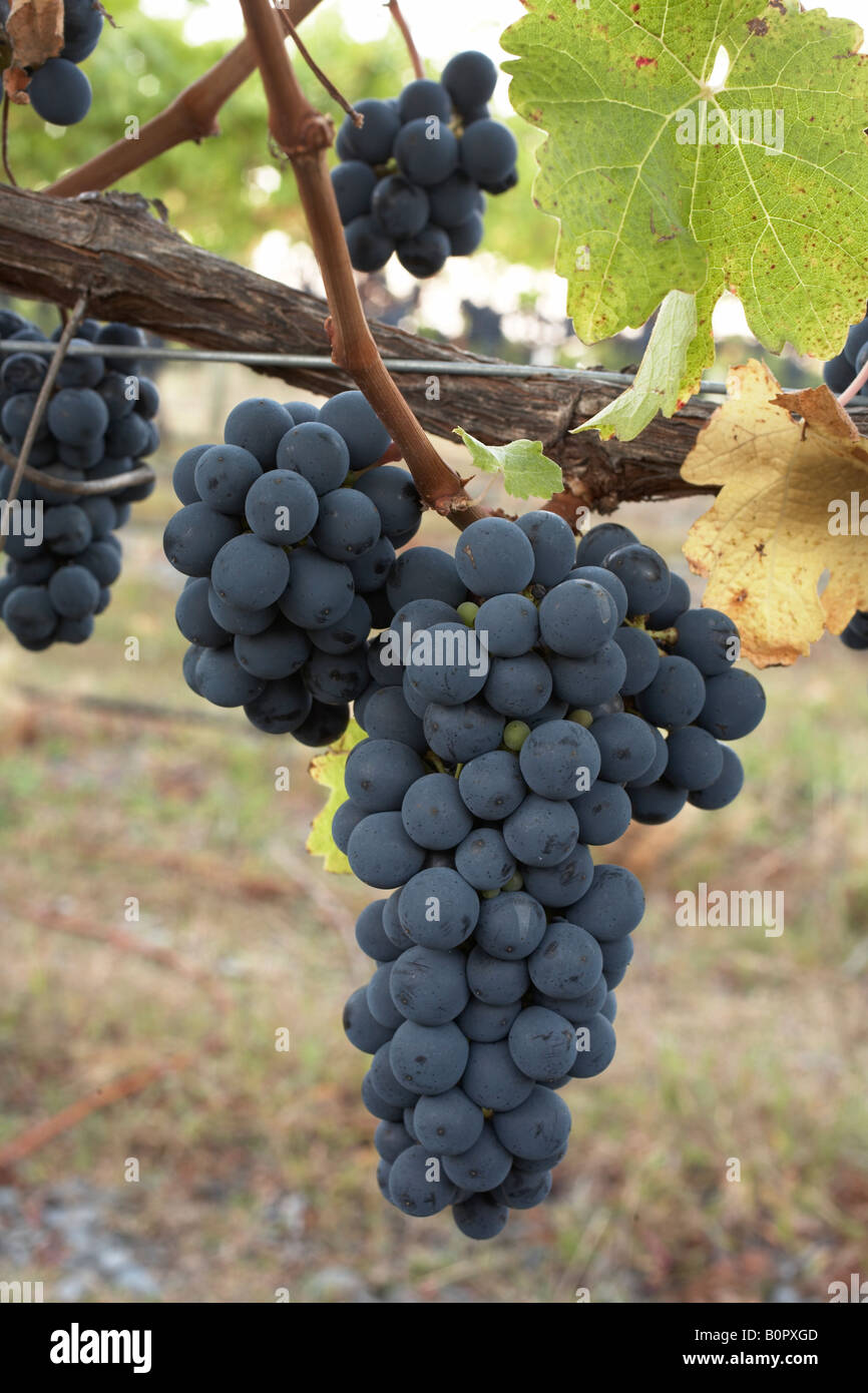 full merlot grape fruit berries hanging on vine in vinyard Stock Photo ...
