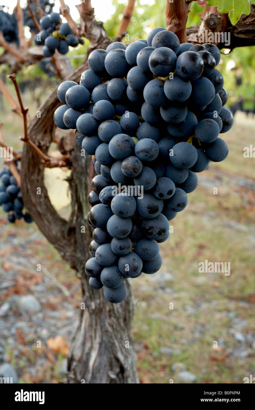full merlot grape fruit berries hanging on vine in vinyard Stock Photo ...