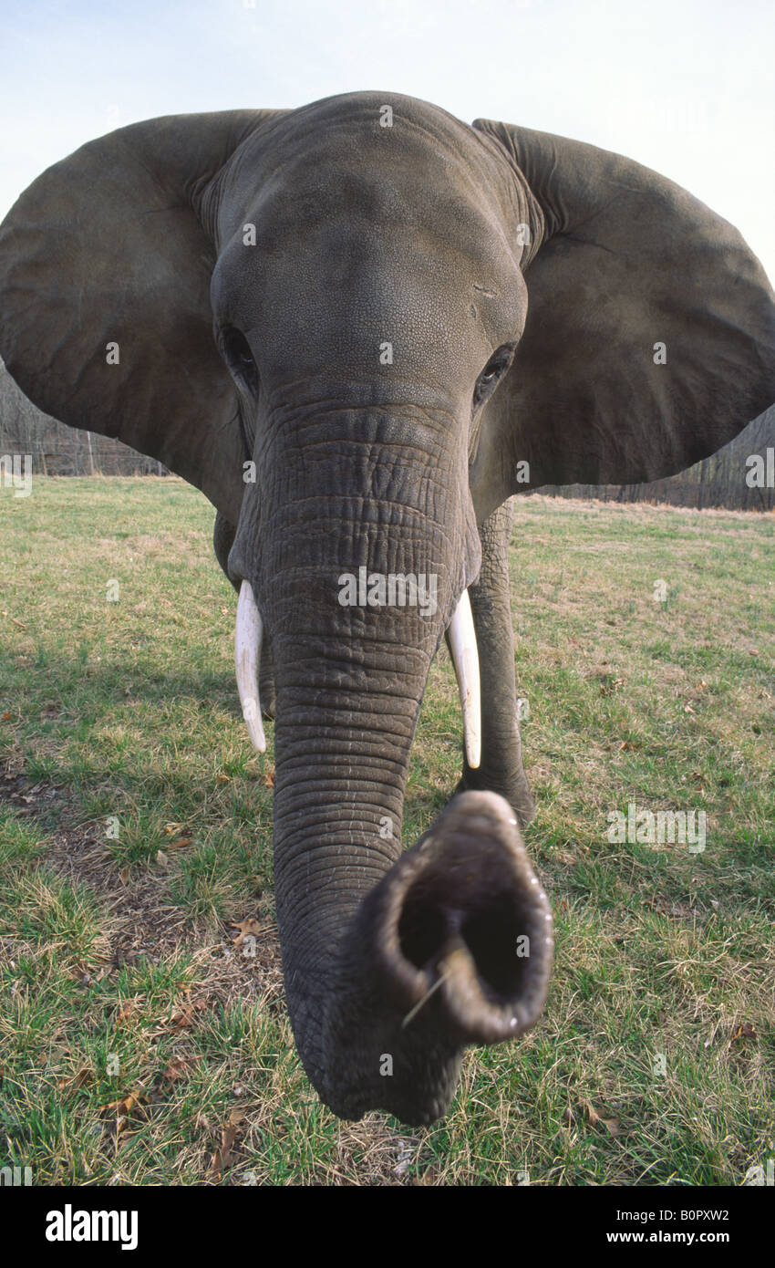 Elephant reaching hi-res stock photography and images - Alamy