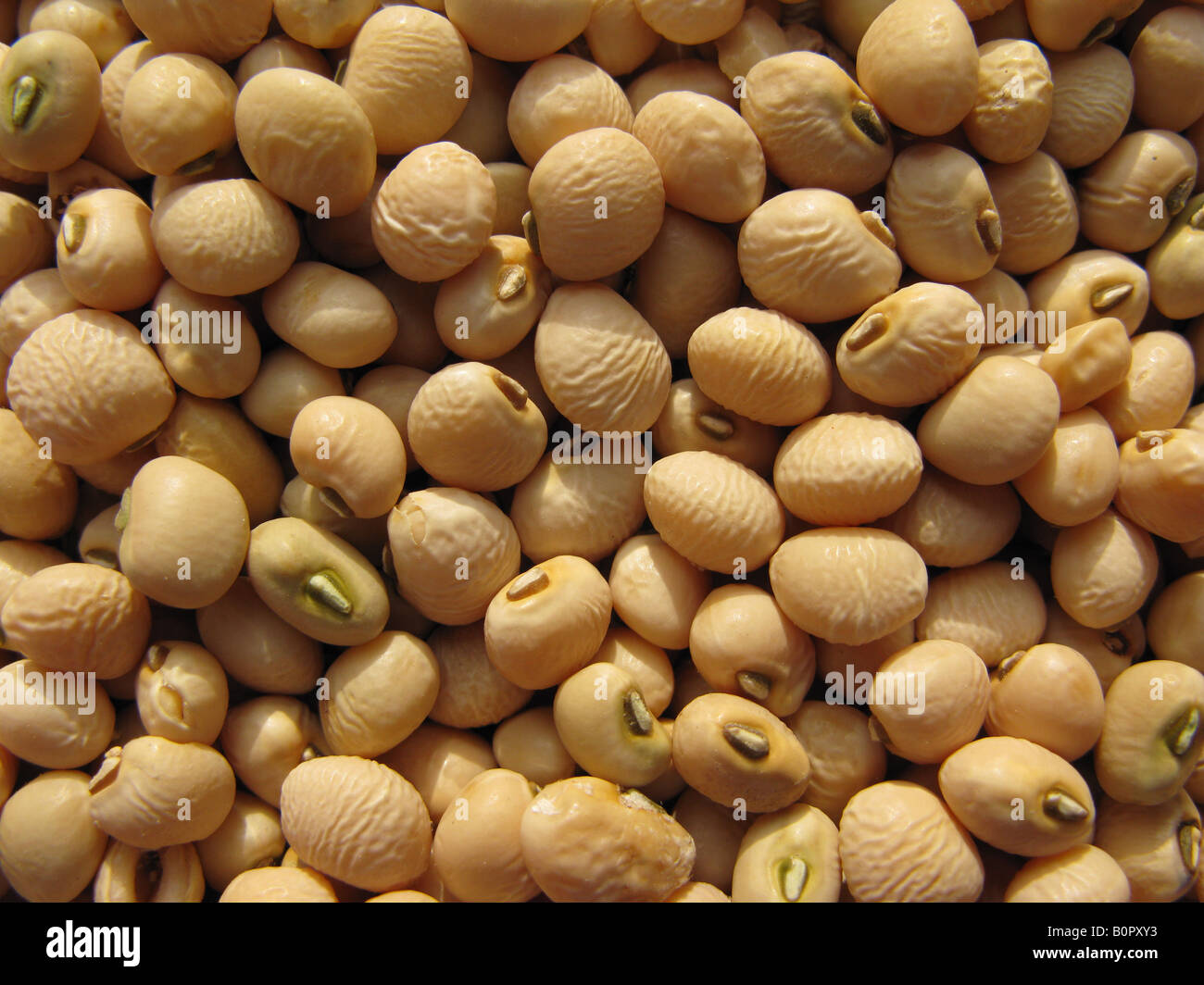 white beans close up Stock Photo - Alamy