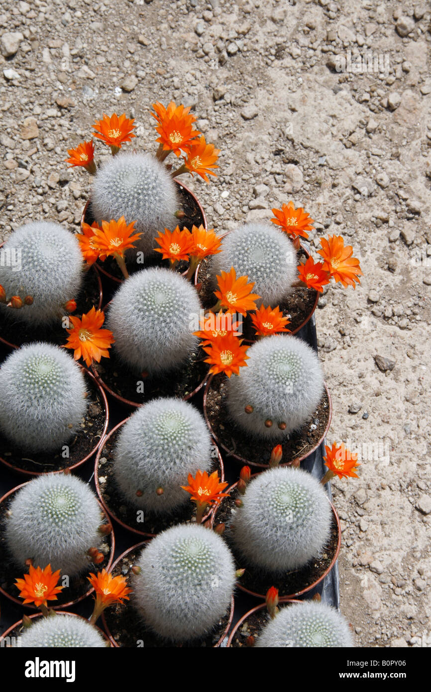 Orange Cactus Flower
