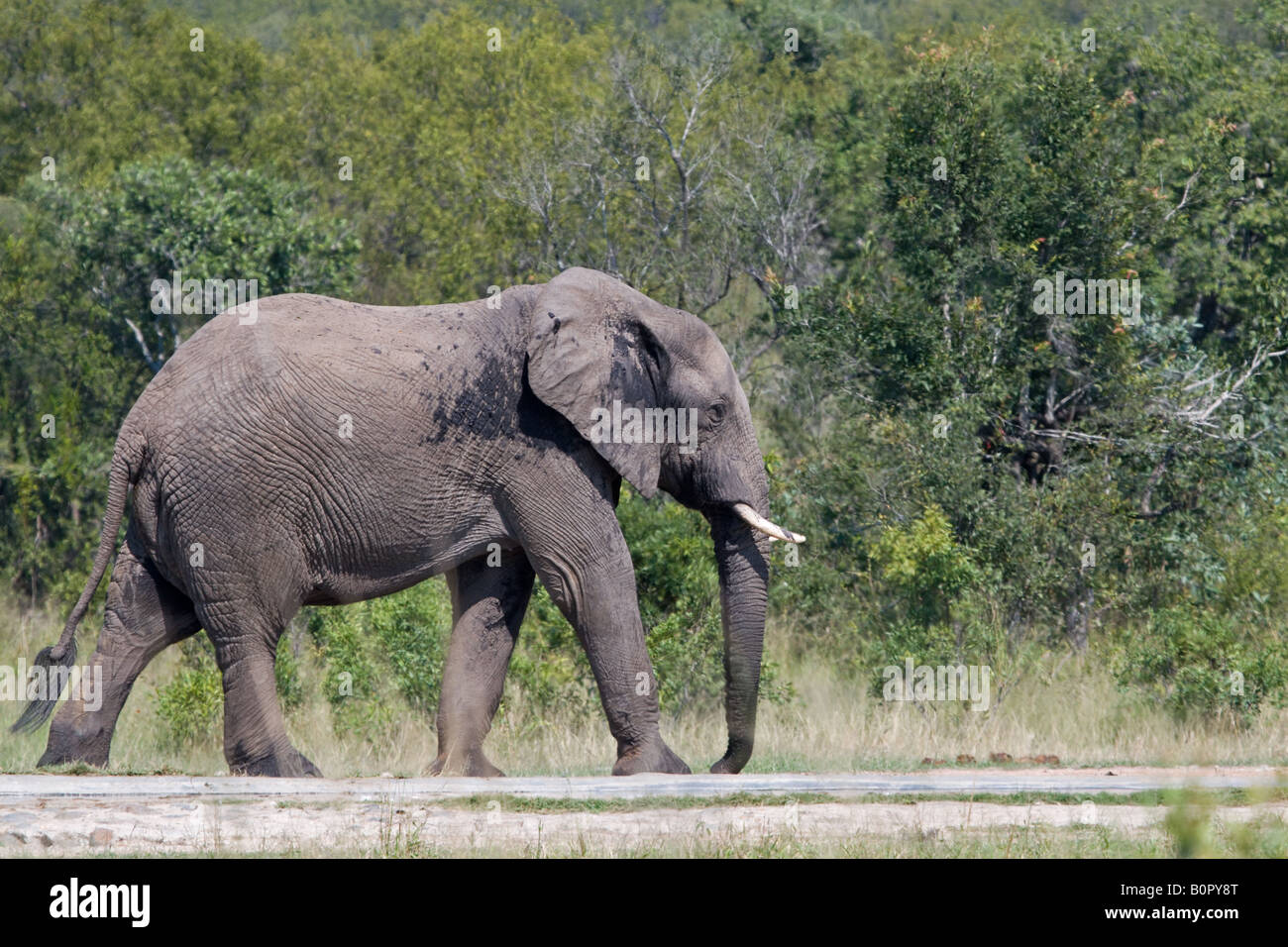 Renoster hi-res stock photography and images - Alamy