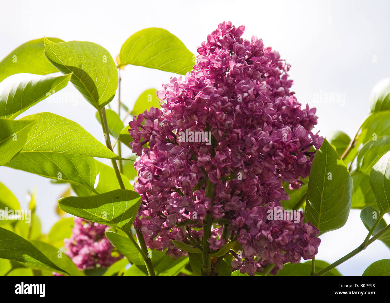 Purple-flowered lilac, with heart-shaped green leaves on a small tree ...