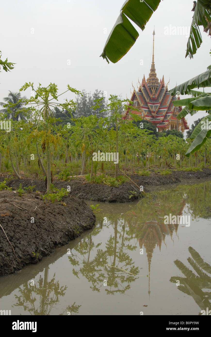temple among papaya farm, canal farm, samut sakhon thailand Stock Photo ...