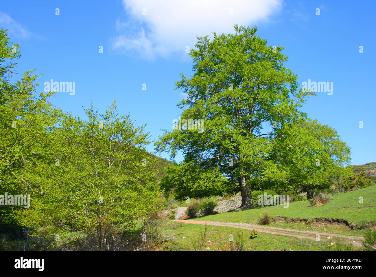 Beech Trees (Fagus sylvatica) in Spring. El Montseny Natural Park ...