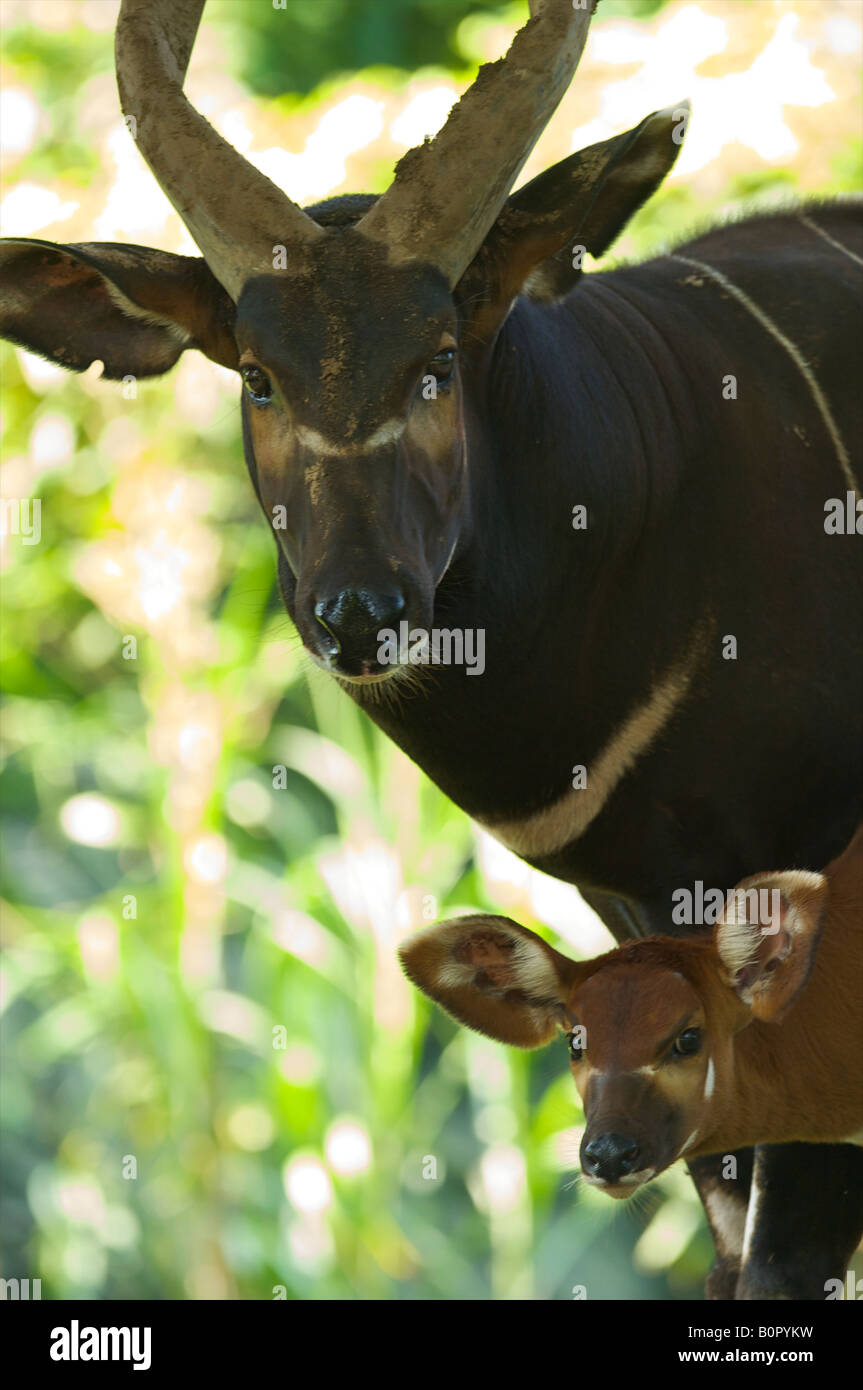 Eastern bongo hi-res stock photography and images - Alamy