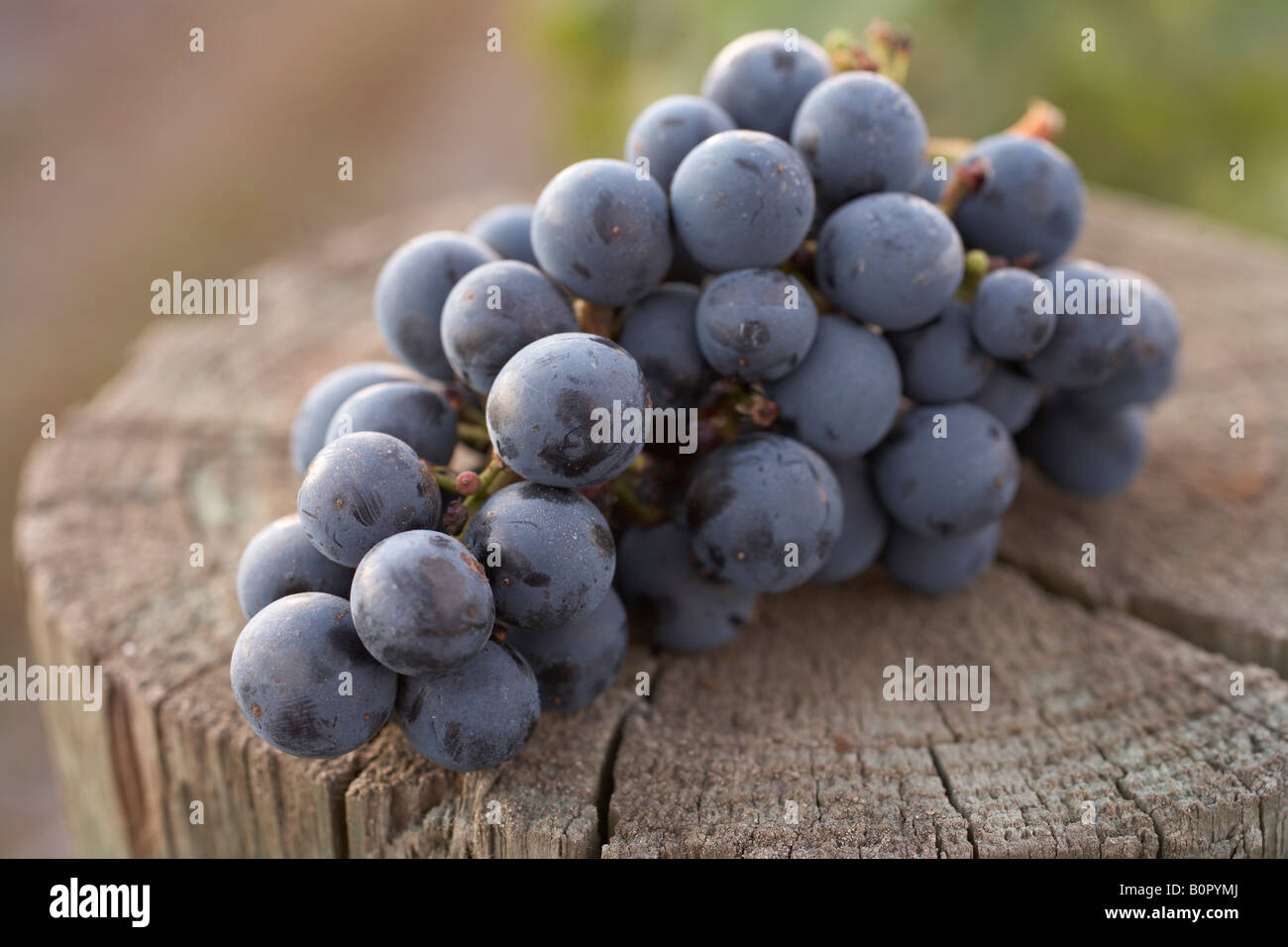 Our vines have tender grapes hi-res stock photography and images - Alamy