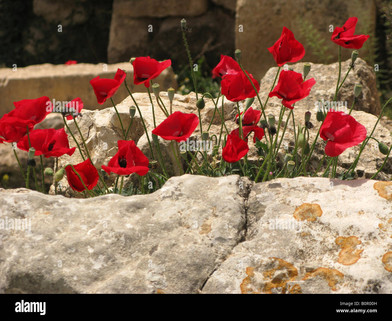 Red flowers growing on the Roman ruins of the ancient town of Jerash in ...