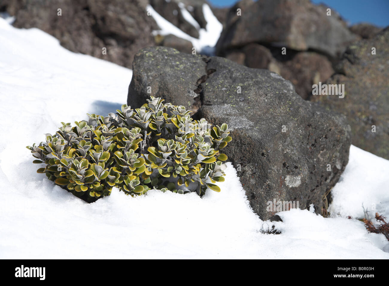 Alpine plant on slopes of mountain covered in snow Stock Photo - Alamy