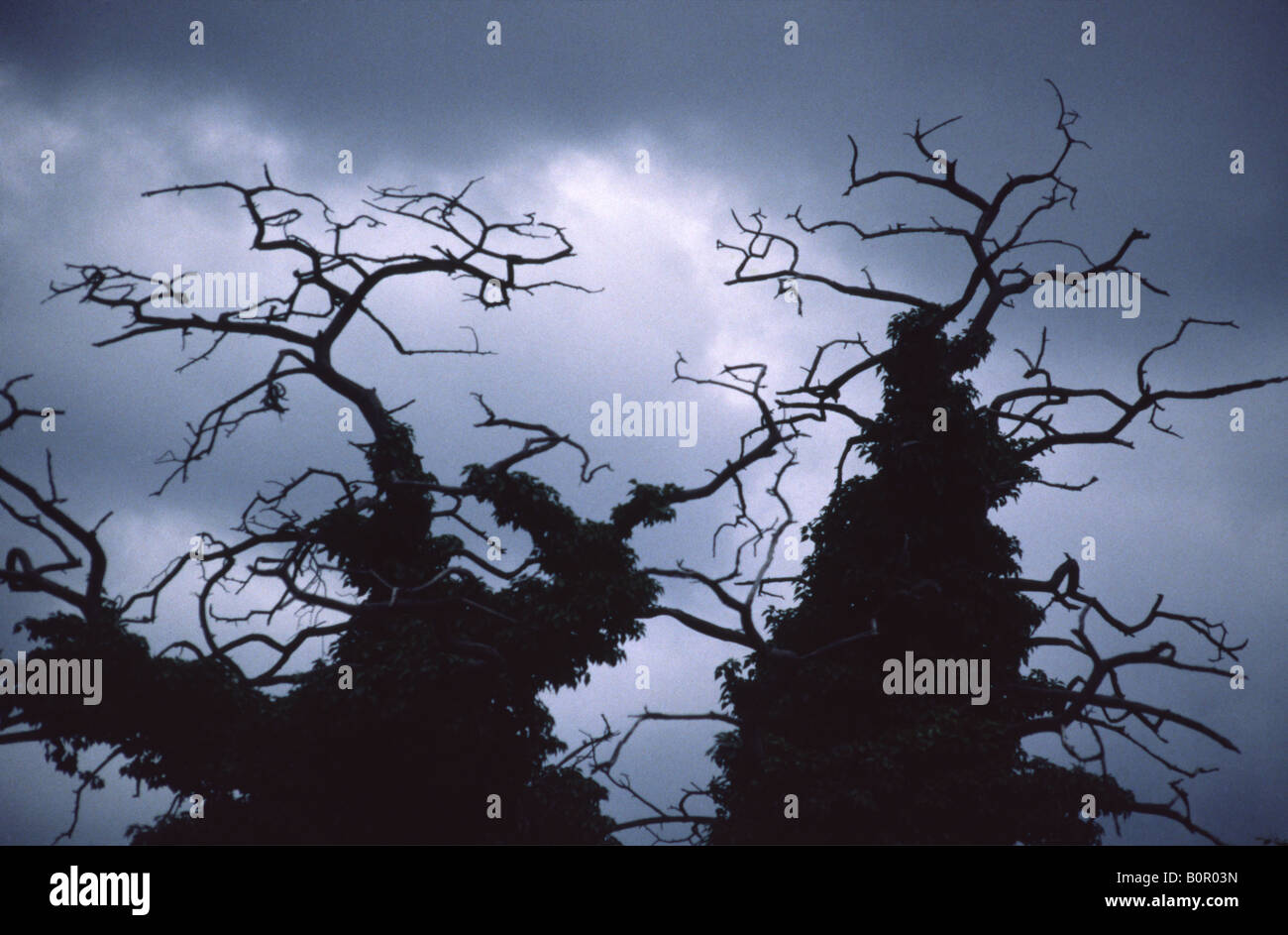 Dead tree ivy hi-res stock photography and images - Alamy
