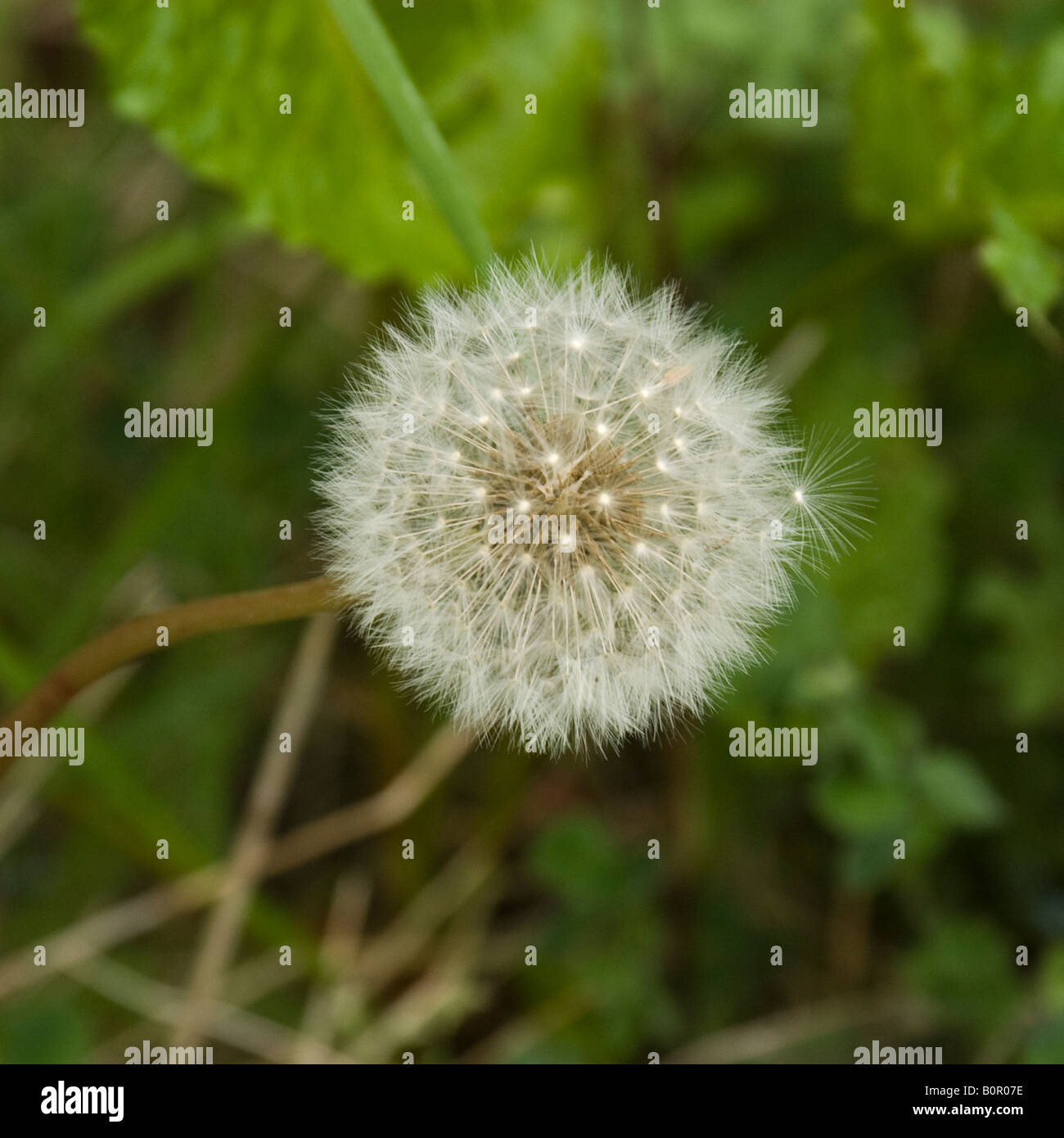 An attractive dandelion clock, a blend of florets of single seeded ...
