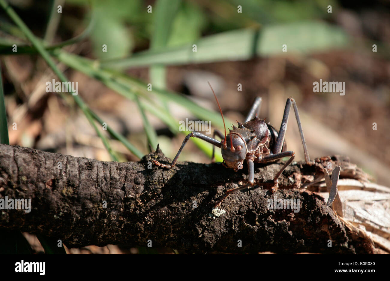 Armoured cricket Acanthoplus Discoidalis Stock Photo - Alamy