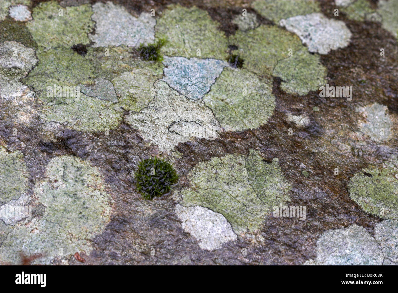 Common map lichen hi-res stock photography and images - Alamy