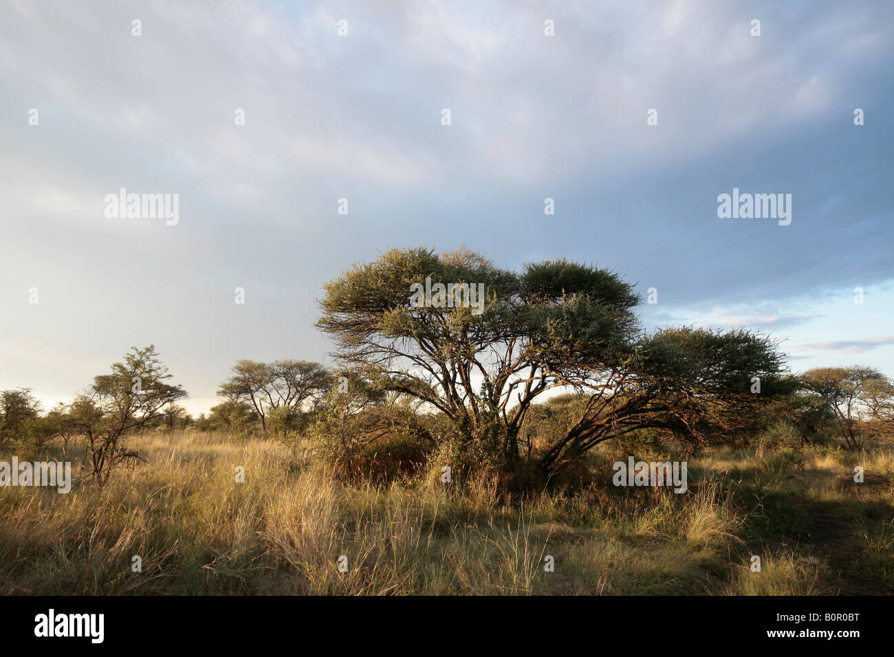 Bushveld hi-res stock photography and images - Alamy