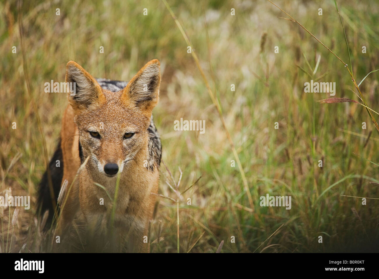 Jackal focus hi-res stock photography and images - Alamy