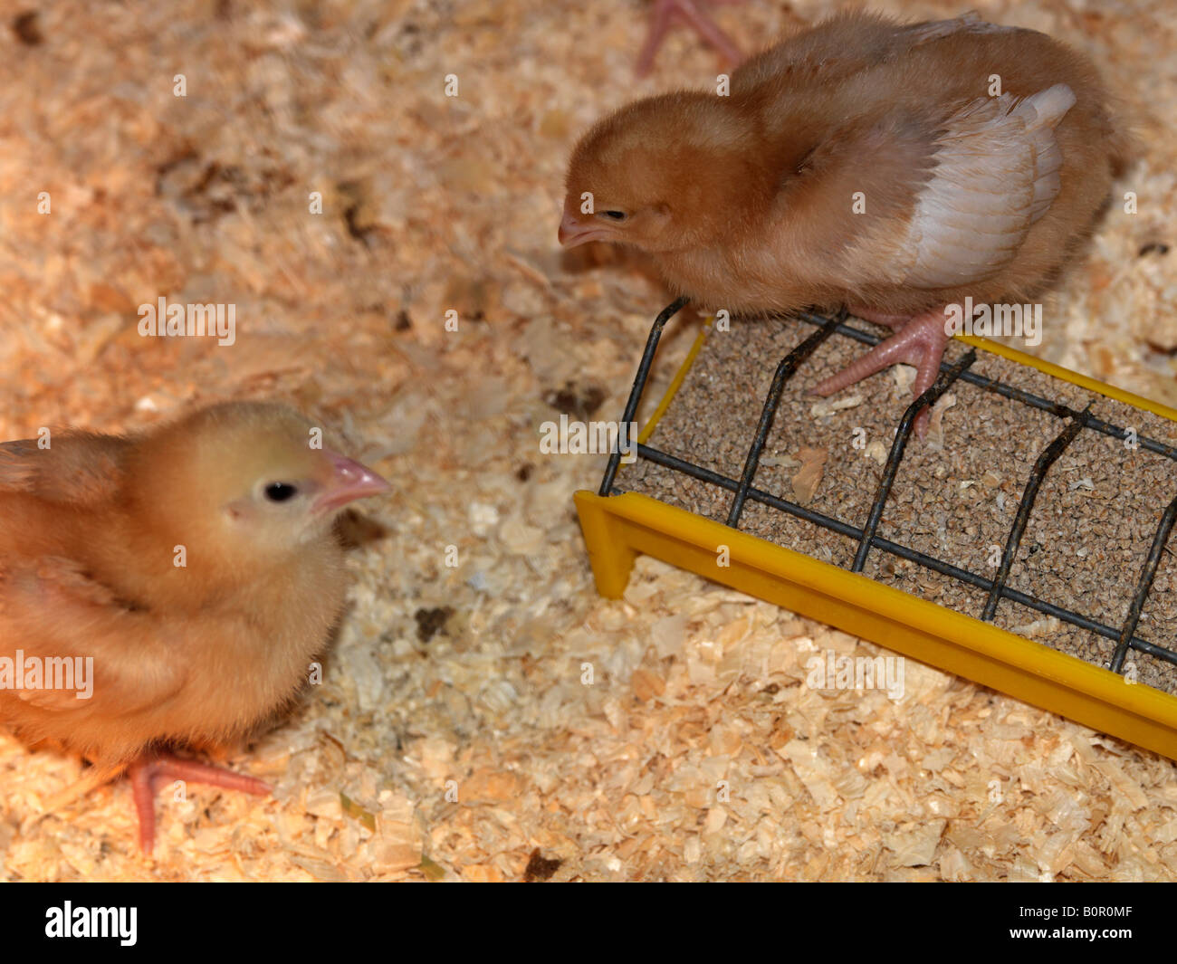 Buff orpington chicks hi-res stock photography and images - Alamy