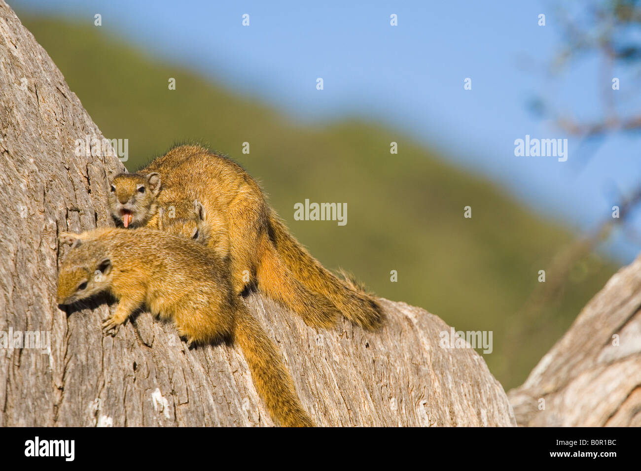 Three squirrels together hi-res stock photography and images - Alamy