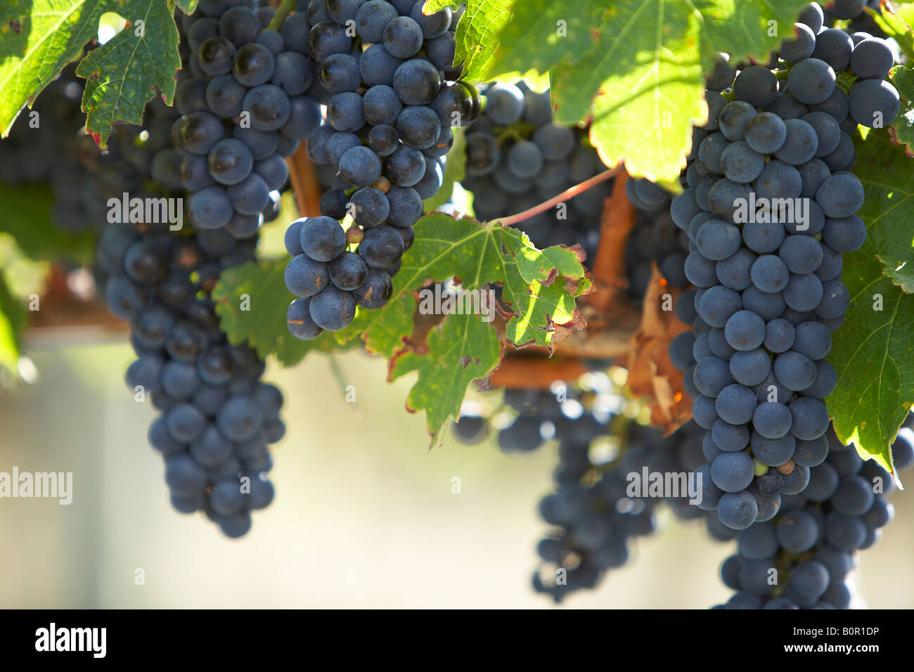 full merlot grape fruit berries hanging on vine in vinyard Stock Photo ...