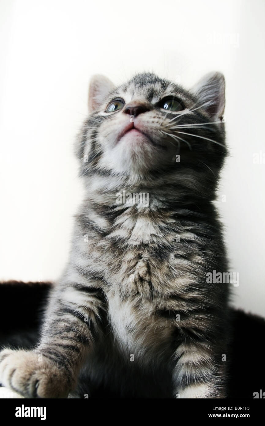 beautiful kitten looking up Stock Photo - Alamy