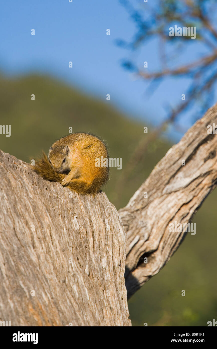 Squirrel perching on tree hi-res stock photography and images - Alamy