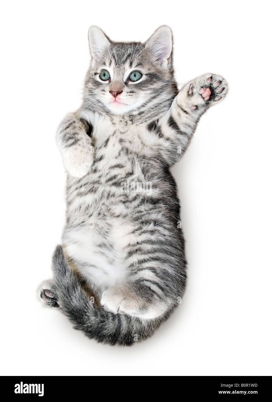 Peaceful kitten Cut Out Stock Images & Pictures - Alamy