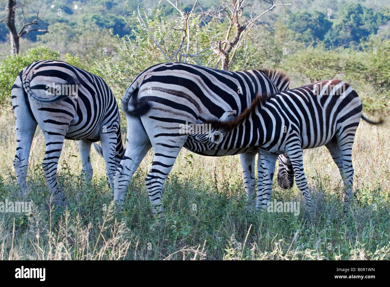 Zebra Foal Suckling Stock Photo - Alamy
