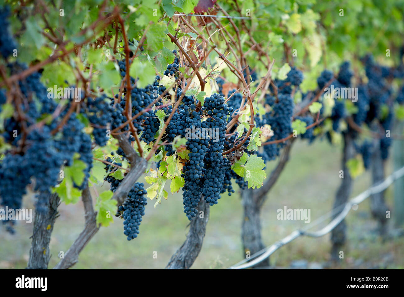 full merlot grape fruit berries hanging on vine in vinyard Stock Photo ...
