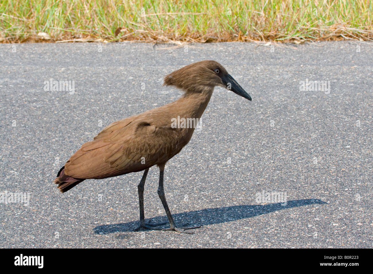 Hammerkop Scopus umbretta Stock Photo - Alamy