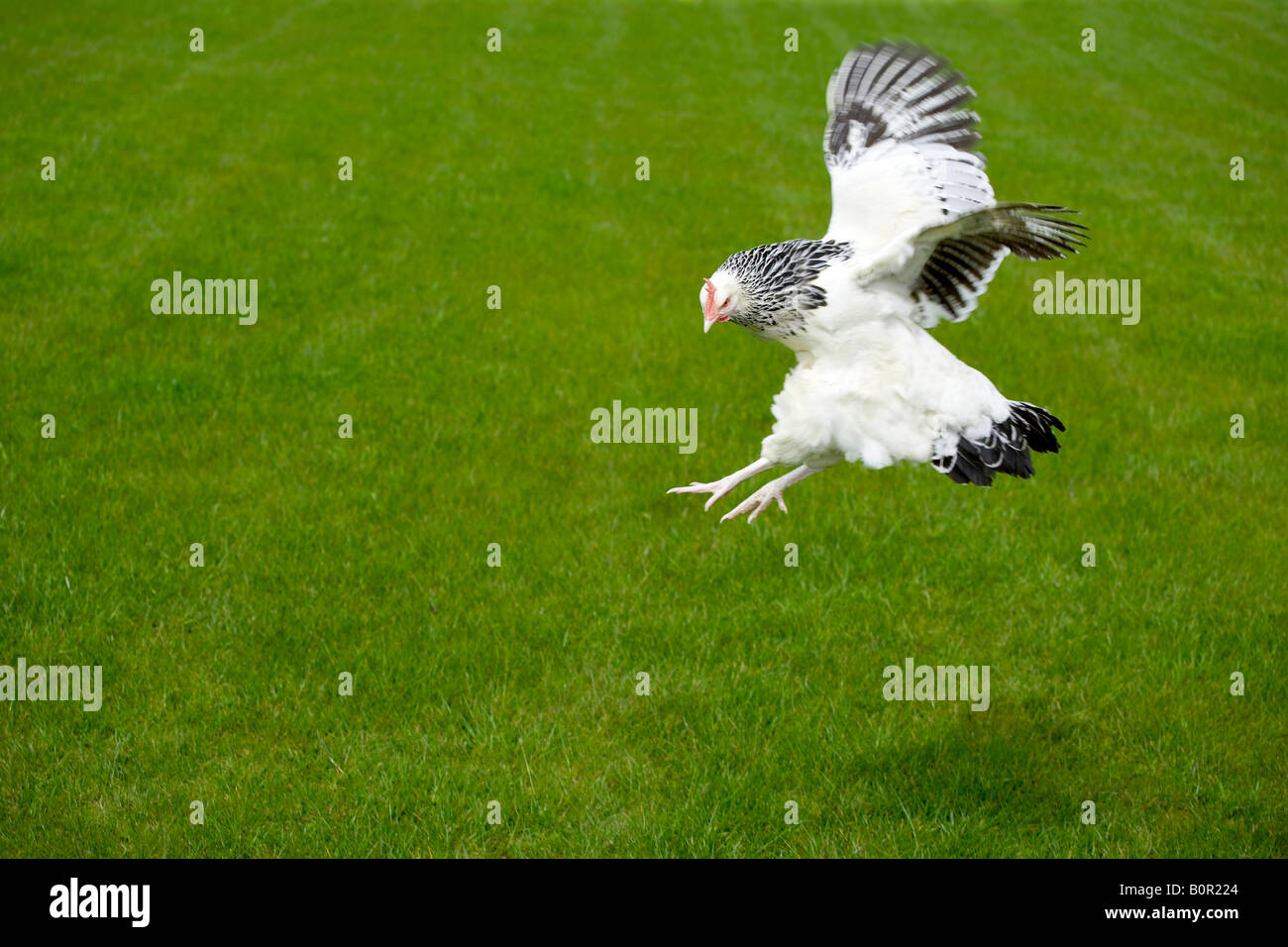 Chicken, flying,flying chicken, bird, flight, domestic, wings, fly ...